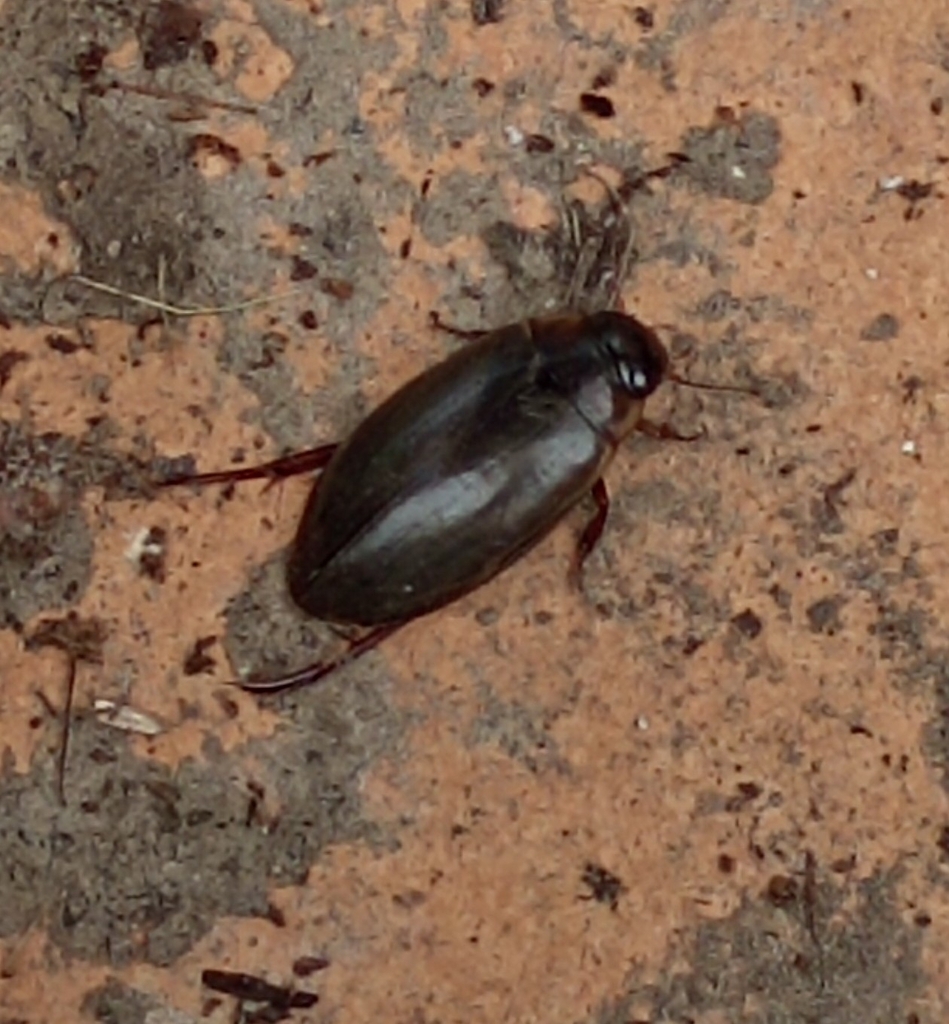 large-grooved diving beetle from 59242 Templeuve-en-Pévèle, France on ...