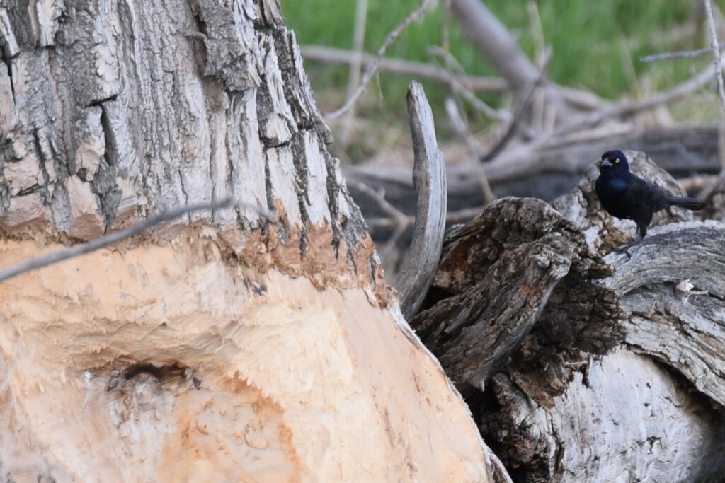 Typical Grackles from Pronghorn Natural Area, 27800 E Quincy Ave ...