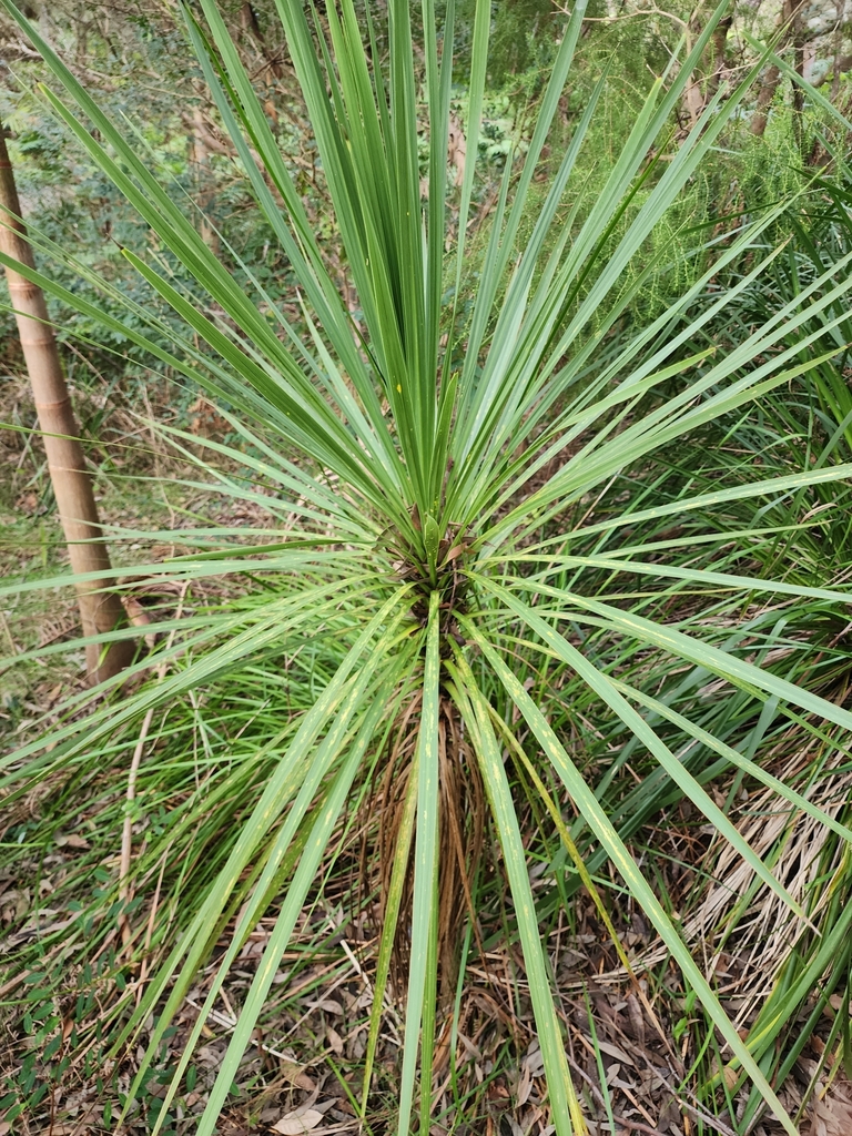 New Zealand cabbage tree from Cromer NSW 2099, Australia on June 4 ...