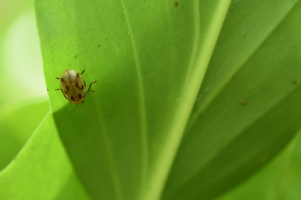 Leaf Skeletonizing Beetle Project Noah