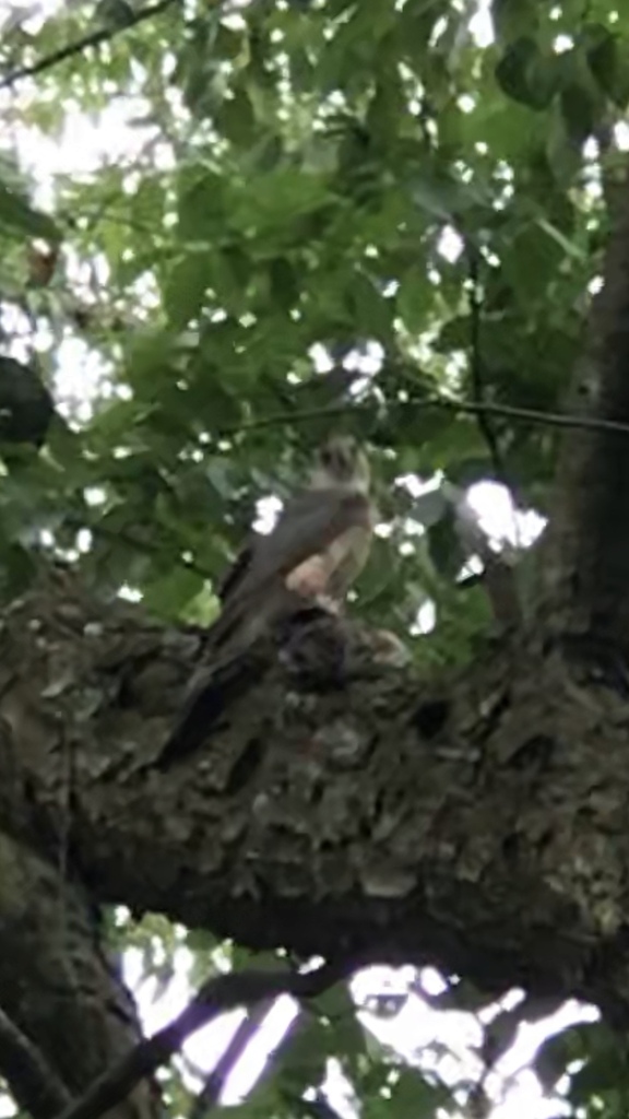 Cooper's Hawk from Keystone Dr, Bethel Park, PA, US on June 2, 2024 at 07:12 PM by Joe Papp ...