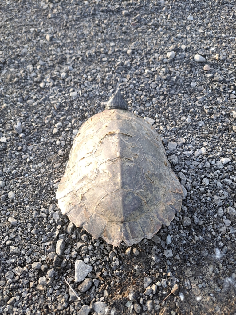 Northern Map Turtle in June 2024 by Dave Traplin · iNaturalist