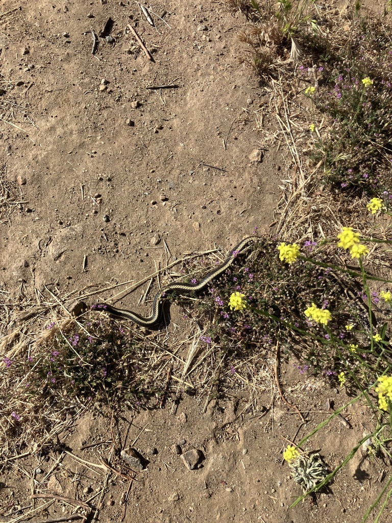 Coast Patchnose Snake in June 2024 by bibiji · iNaturalist
