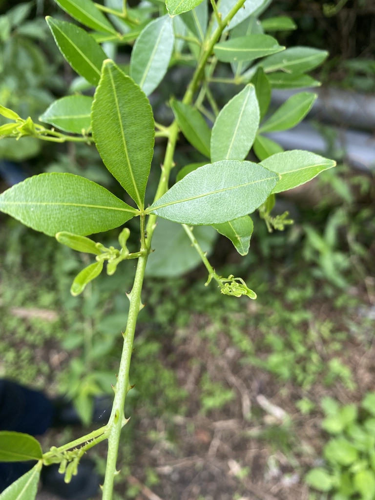 orange climber in June 2024 by 李靜宜 · iNaturalist
