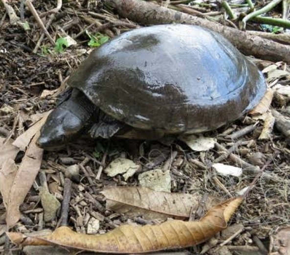 Central American River Turtle in June 2024 by Carlos Manuel Ruiz ...