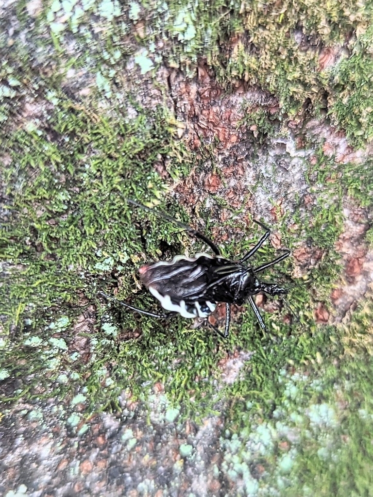 Japanese Assassin Bug from Nagoya, JP-AI, JP on June 4, 2024 at 12:44 ...