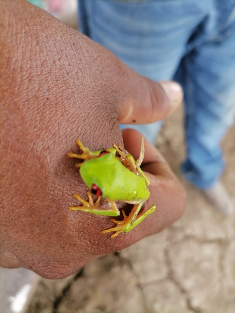 Taylor's Leaf Frog from Jalpa de Méndez, Tab., MX on June 3, 2024 at 09 ...
