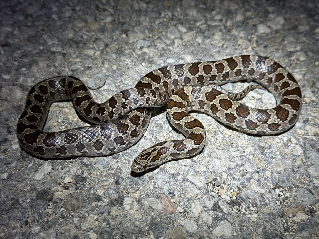 Prairie Kingsnake from County Road 203, Stephenville, TX, US on June 3 ...