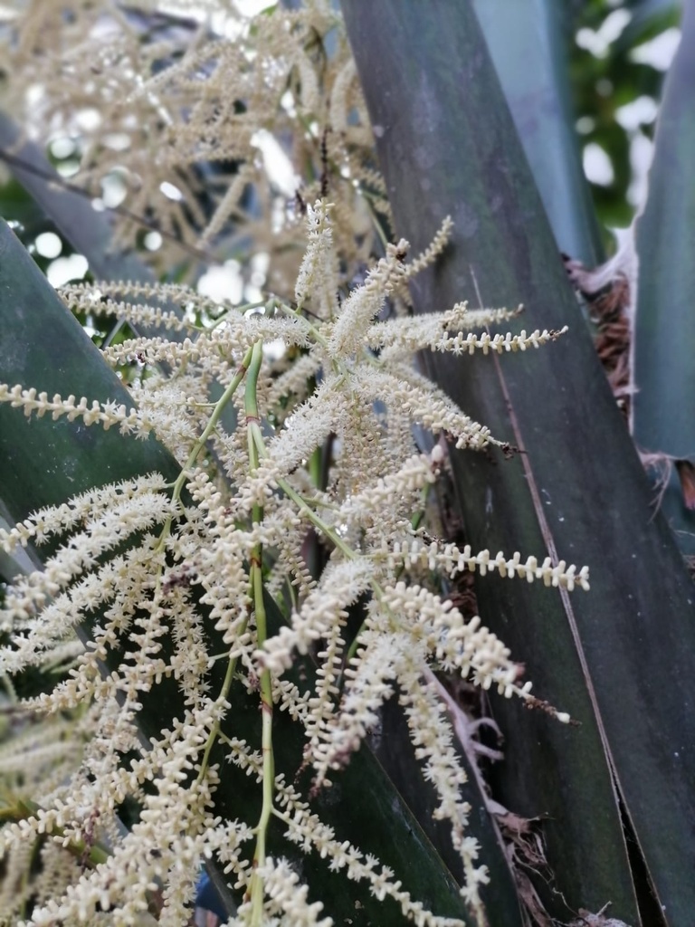 Palma de guano desde Jalpa de Méndez, Tab., MX el 03 de junio de 2024 a ...