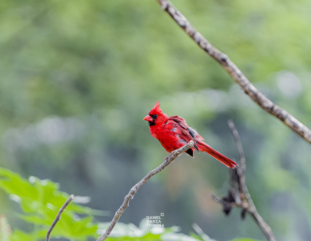 Northern Cardinal from Pesquería, N.L., México on June 2, 2024 at 09:38 ...