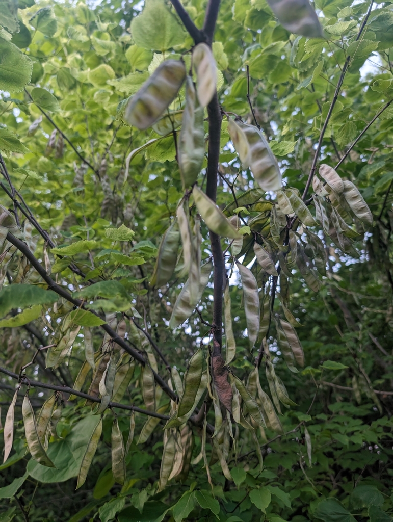 eastern redbud from Riverbend, Columbus, OH, USA on June 3, 2024 at 08: ...