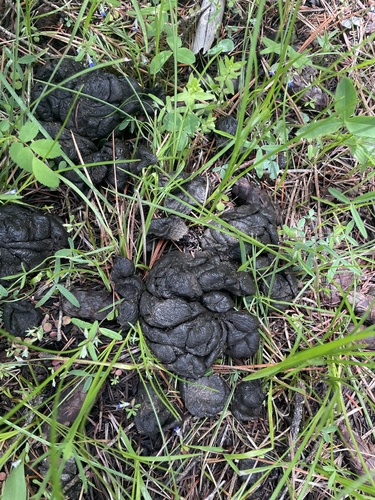 Black Bear Tracks – NatureTracking