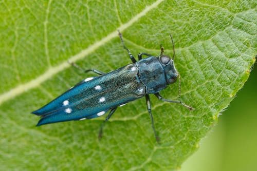 Agrilus guerini · iNaturalist United Kingdom