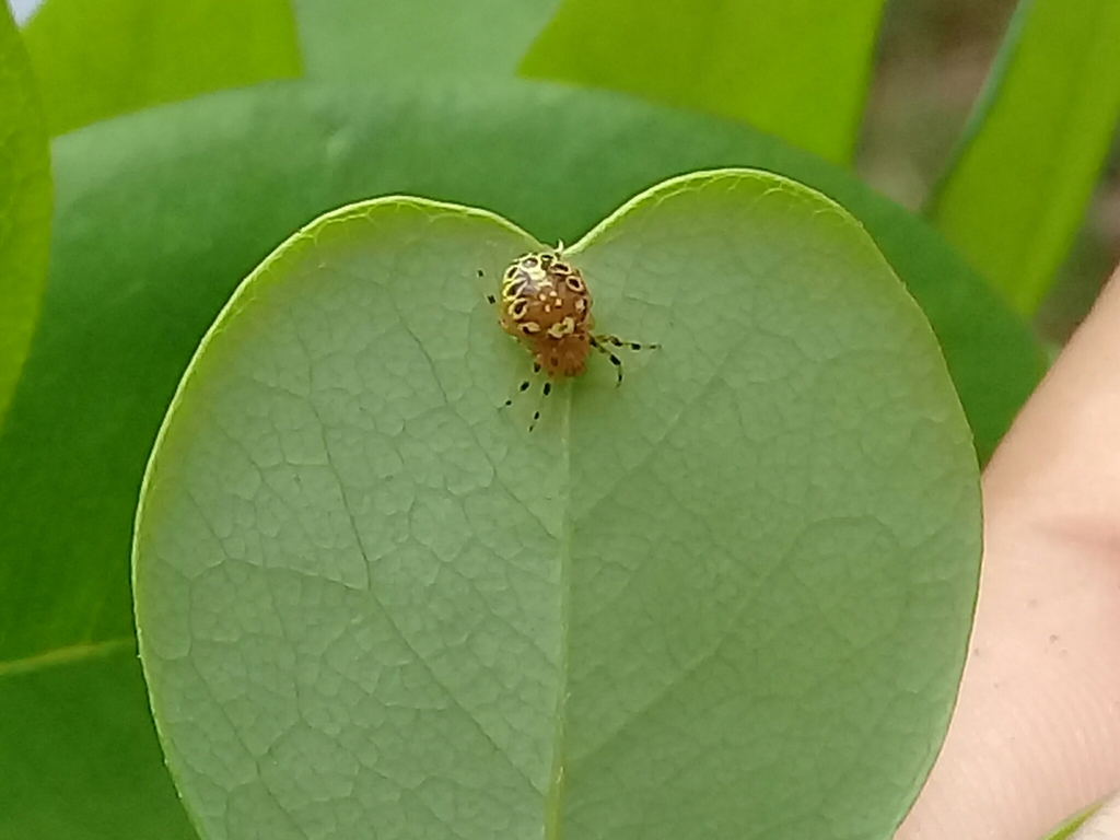 Alpaida from Vía a la Unión, Sahagún, Córdoba, Colombia on May 10, 2019 ...