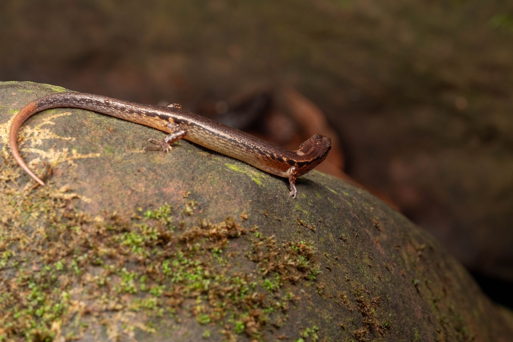 Sphenomorphus tonkinensis from 云南 on May 22, 2024 by Feng Hu · iNaturalist