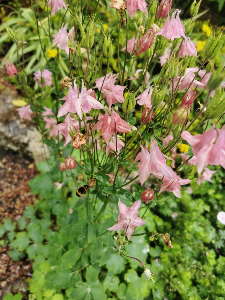 common columbine from York YO30 7DR, UK on June 4, 2024 at 12:52 PM by ...