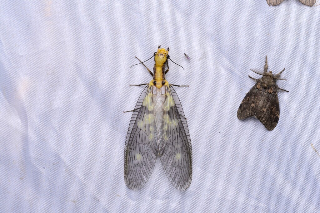 Protohermes sinensis from 中国浙江省杭州市淳安县 on May 11, 2024 at 10:36 PM by ...