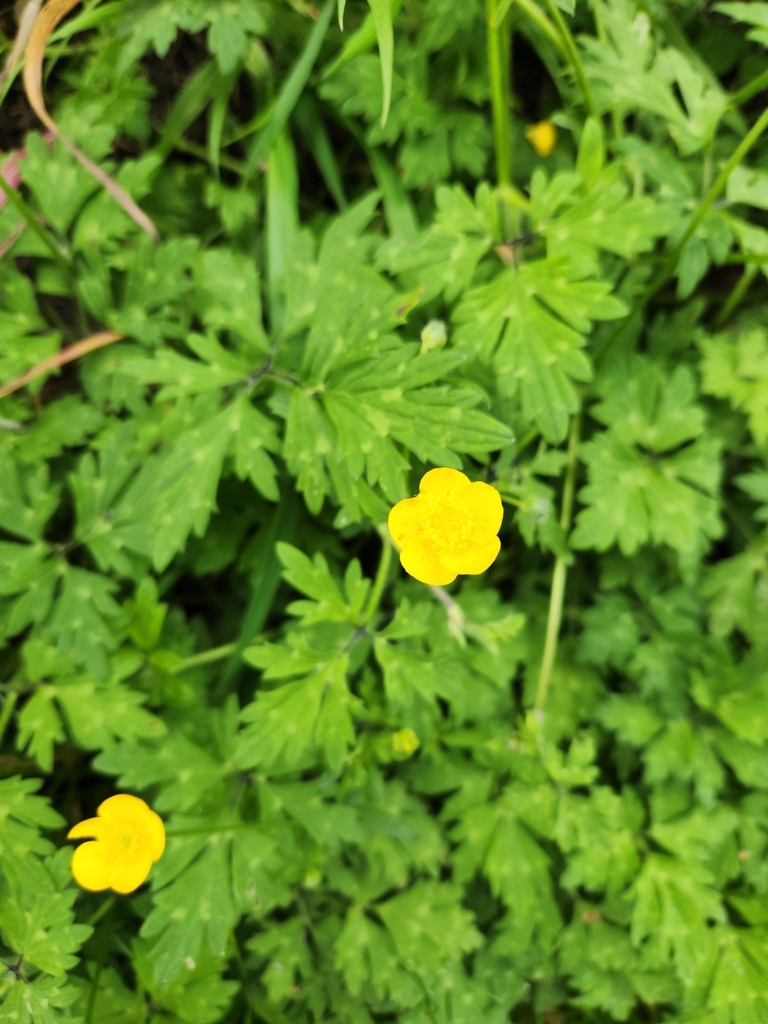 Creeping buttercup from Farnham GU10 5HQ, UK on June 4, 2024 at 02:56 ...