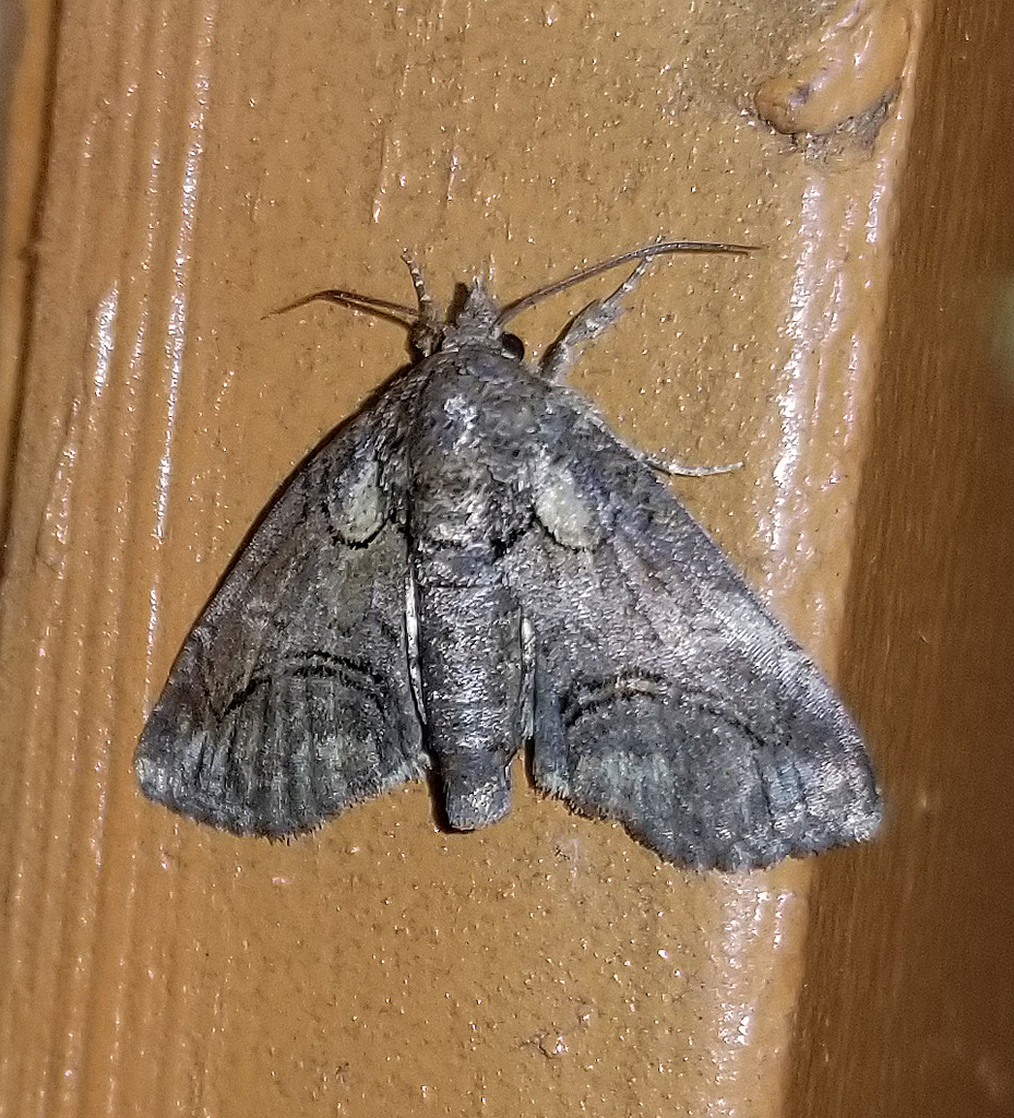 Pygmy Paectes Moth from Fentress County, TN, USA on June 3, 2024 at 09: ...