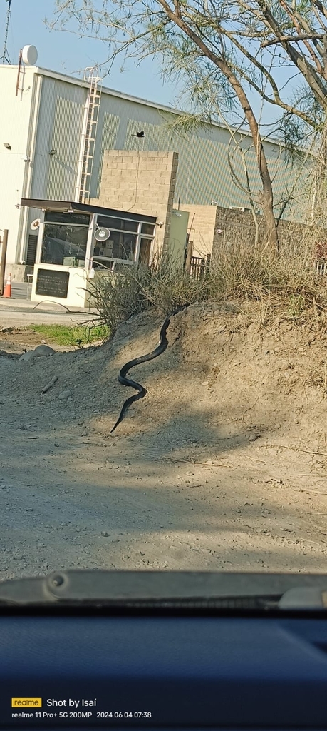 Texas Indigo Snake from 66083 Navistar, N.L., Mexico on June 4, 2024 at ...