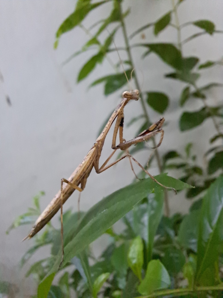 Statilia in June 2024 by Josh Cruz · iNaturalist