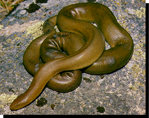 Northern Rubber Boa (Idaho Reptiles) · iNaturalist