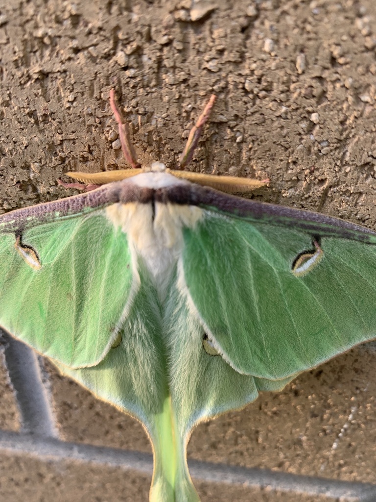 North American Luna Moth from Deep River, ON, CA on June 4, 2024 at 06: ...