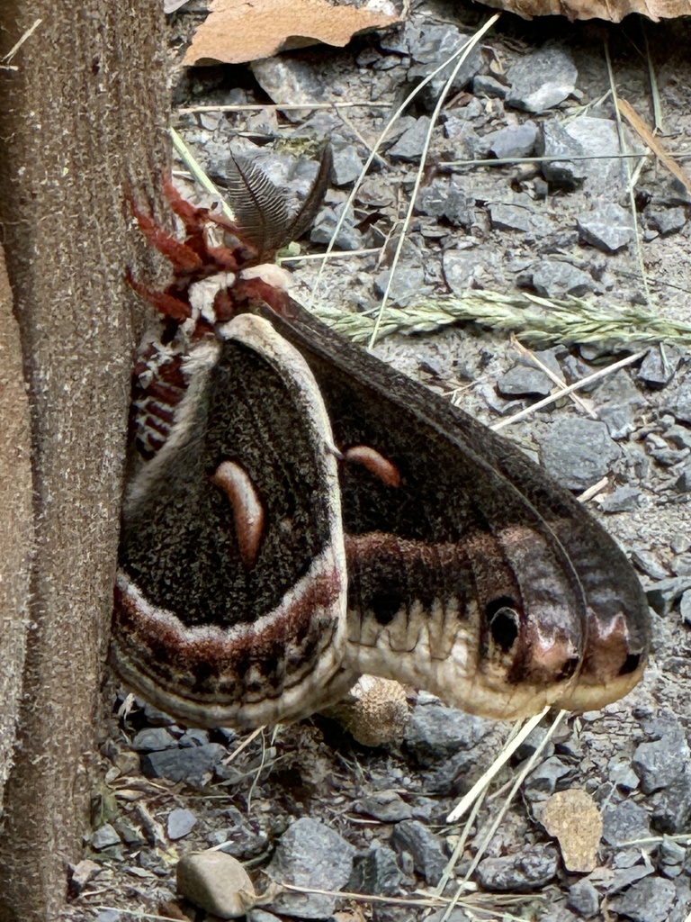 Cecropia Moth from Dolliff Rd, Alton, ME, US on June 4, 2024 at 12:51 ...