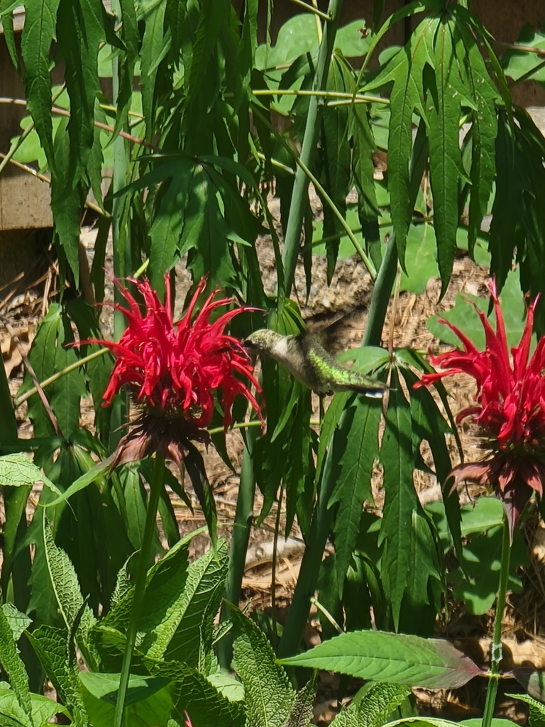 Ruby-throated Hummingbird from Durham County, US-NC, US on June 4, 2024 ...