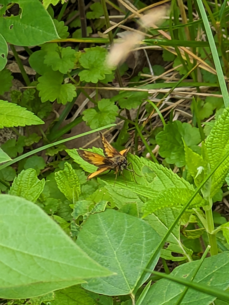 Hobomok Skipper from Hoover, Iowa City, IA, USA on June 4, 2024 at 10: ...