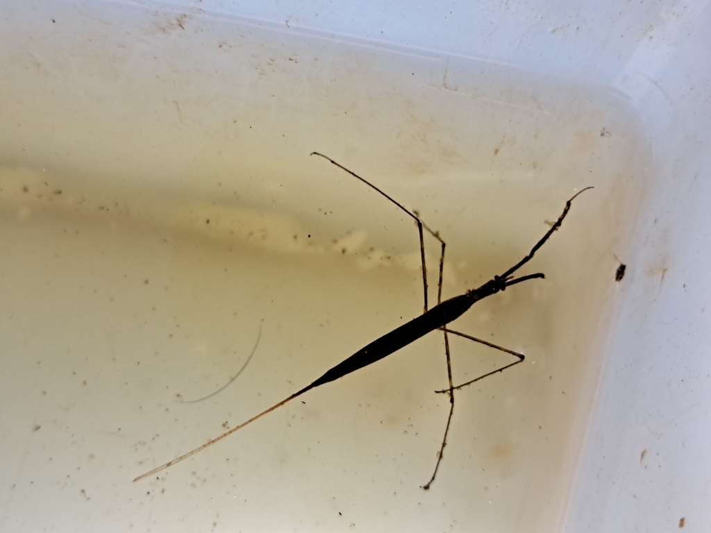 Water Stick Insect from 21730 Almonte, Huelva, España on June 4, 2024 ...