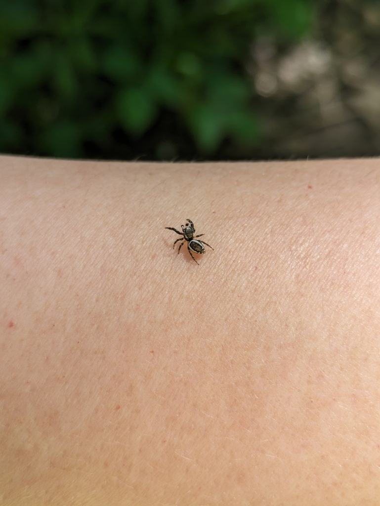 Common White-cheeked Jumping Spider from Ballville, OH 43420, USA on ...