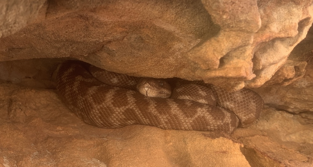 Rough-scaled Python in June 2024 by Chris Cook · iNaturalist