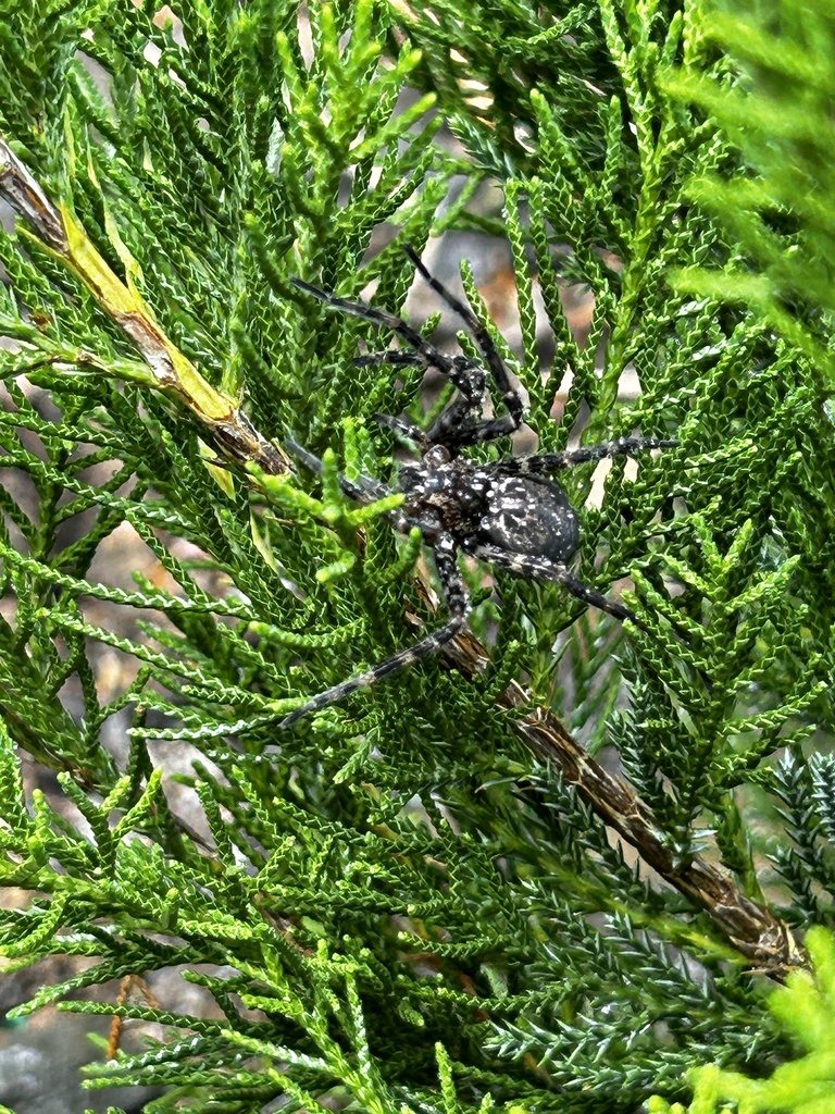 Fishing Spiders from Beech Ln, Lake Ariel, PA, US on June 4, 2024 at 03 ...