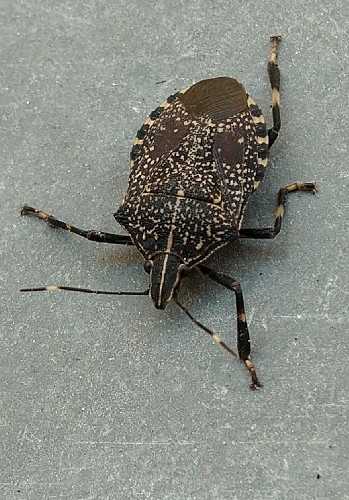 Yellow-spotted Stink Bug from Santos - SP, 11045, Brasil on June 3 ...