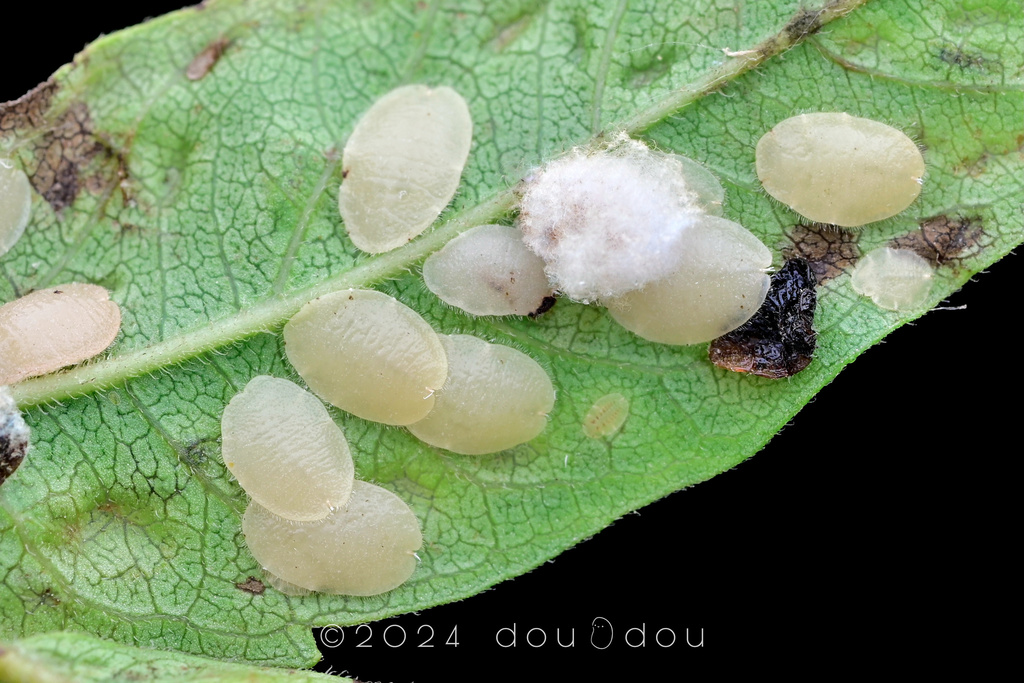 Scale Insects from 中国江苏省南京市江宁区汤山 on May 24, 2024 at 07:32 PM by 豆豆 ...