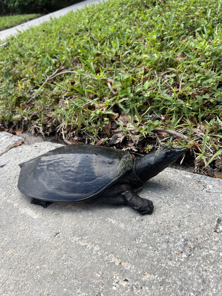 Florida Softshell Turtle from Del Lago Ct, Palm Beach Gardens, FL, US ...