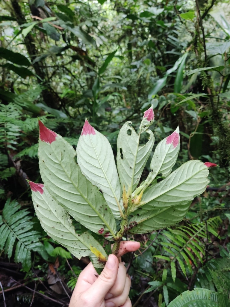 Columnea from Loreto, Orellana, EC on May 25, 2024 at 01:55 PM by ...