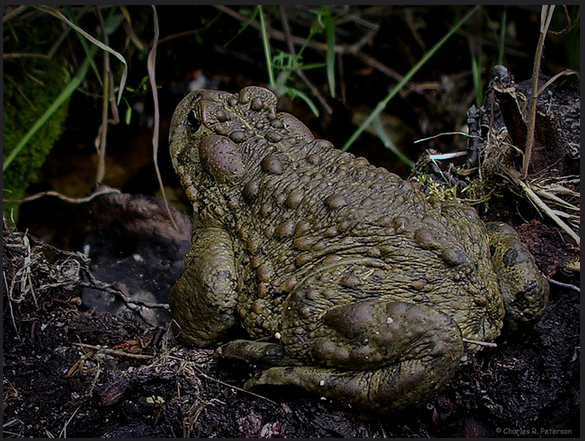 Western Toad (Idaho Amphibians) · iNaturalist