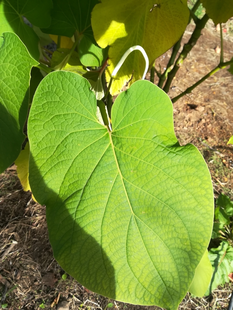Root Beer Plant from Kaimarama 3591, New Zealand on May 16, 2019 at 02: ...
