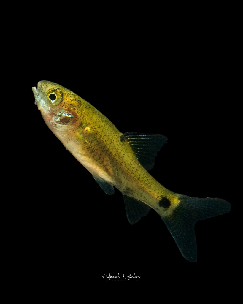 Olive Barb from Parappukkara, Kerala 680310, India on June 4, 2024 by ...