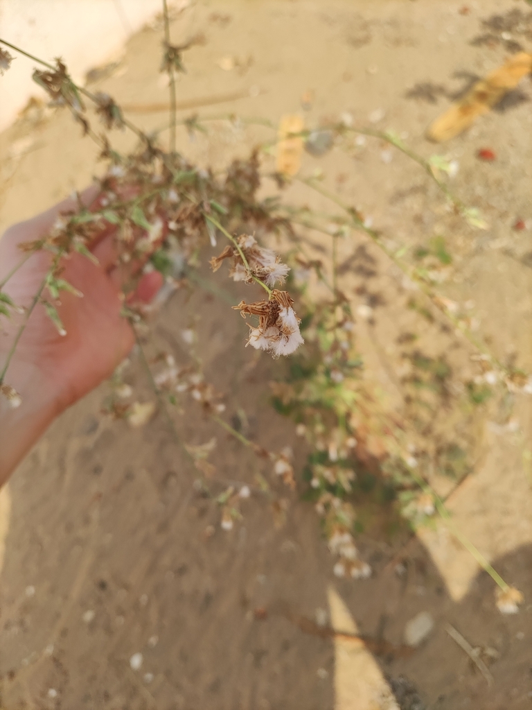 Launaea intybacea from Makkah, SA on June 5, 2024 at 08:55 AM by Qian ...