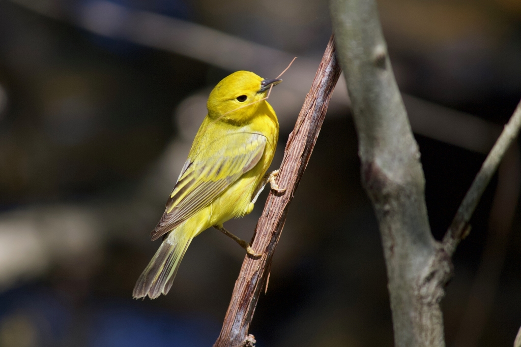 Northern Yellow Warbler in May 2019 by Sachi · iNaturalist