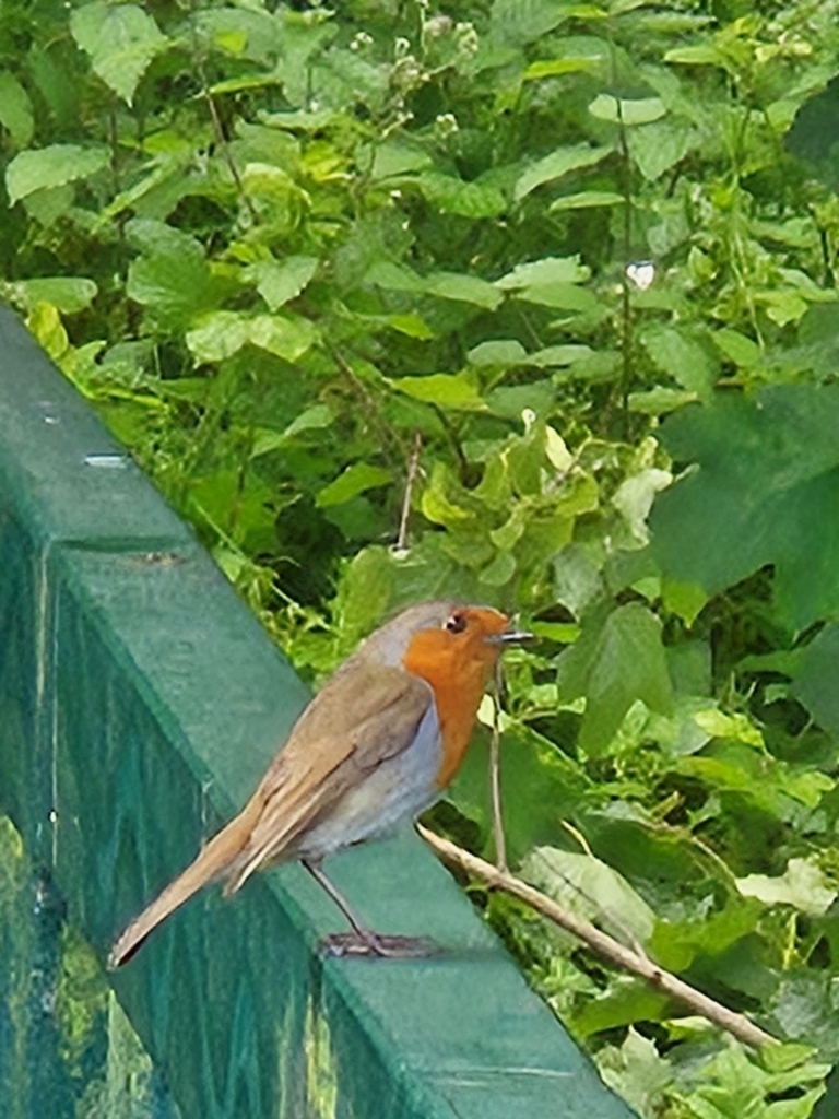 European Robin from Eccleston, Saint Helens WA10, UK on June 5, 2024 at ...