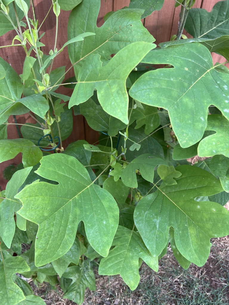 tulip tree from Lake Harbin Rd, Morrow, GA, US on June 4, 2024 at 06:37 ...