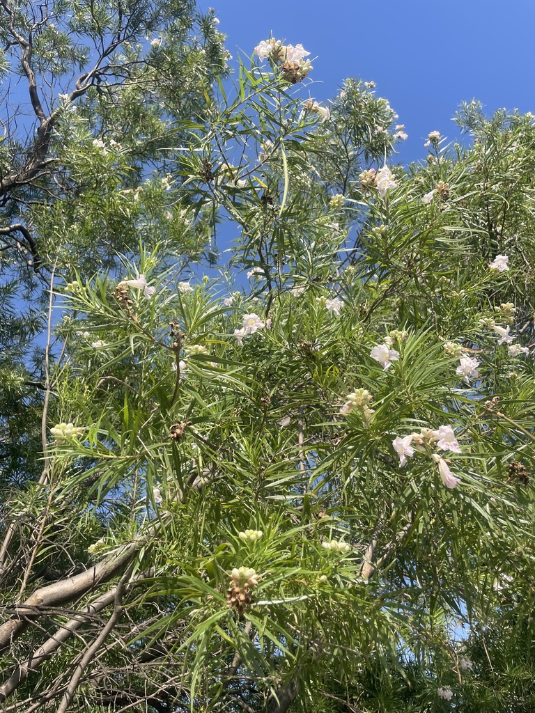 desert willow from Parque Rufino Tamayo, San Pedro Garza García, N.L ...