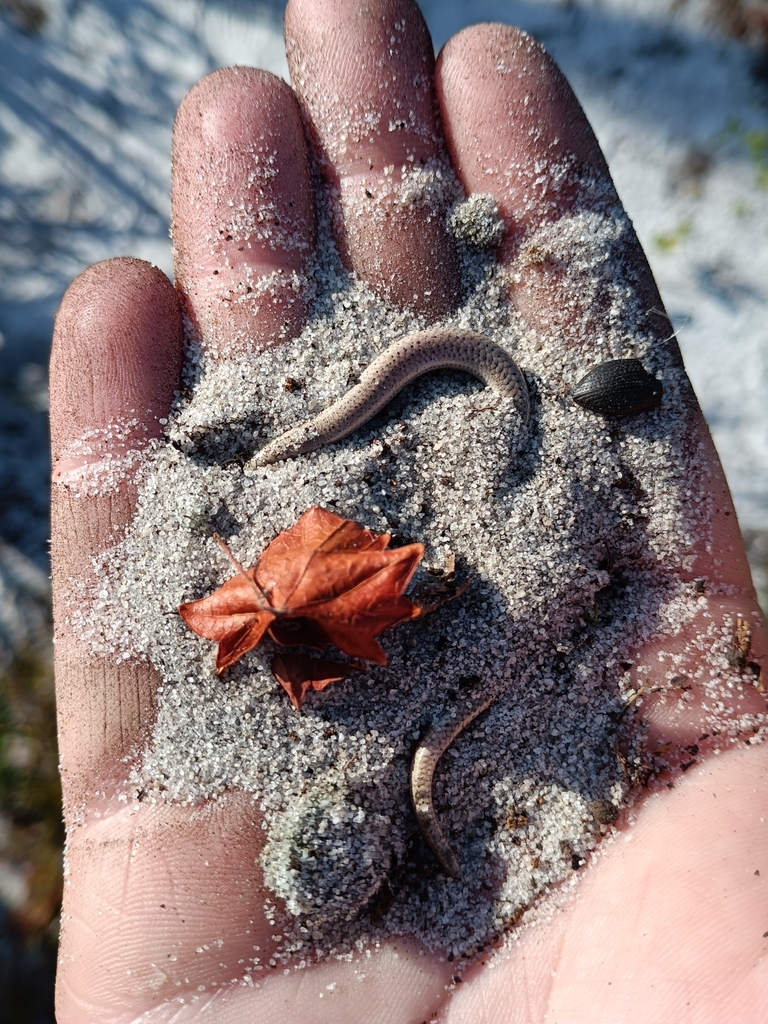 Florida Sand Skink in May 2024 by Jaren Wycoff · iNaturalist