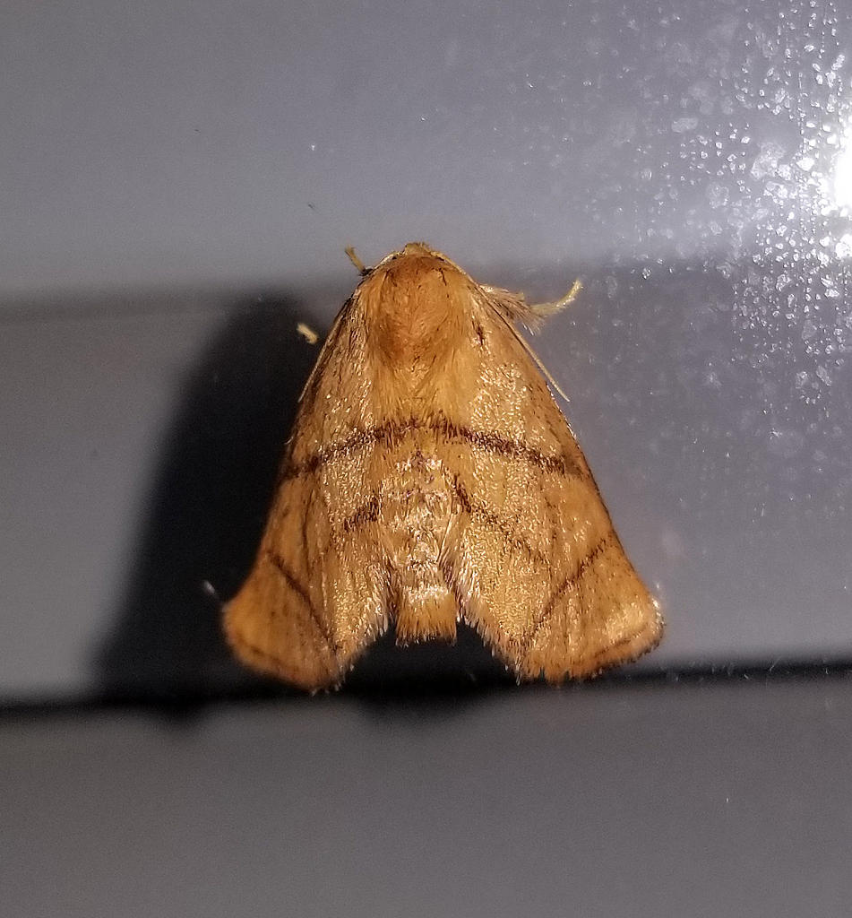 Yellow-collared Slug Moth from Fentress County, TN, USA on June 2, 2024 ...