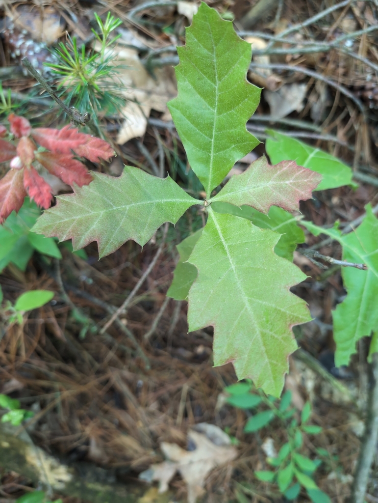 northern red oak from Preston, WI 53934, USA on June 5, 2024 at 10:52 ...