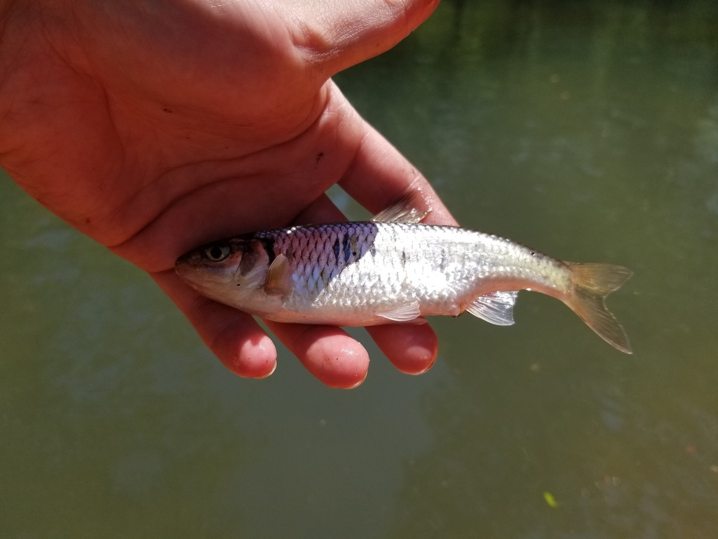 Striped Shiner from Springfield, MO, USA on May 16, 2019 at 02:39 PM by ...